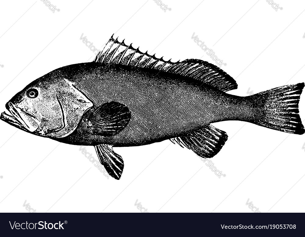 Red grouper vintage Royalty Free Vector Image - VectorStock