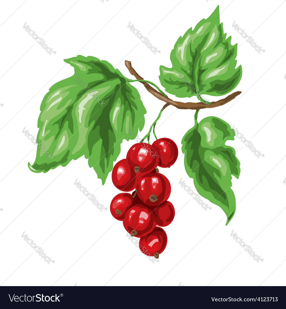 Currant Royalty Free Vector Image - VectorStock