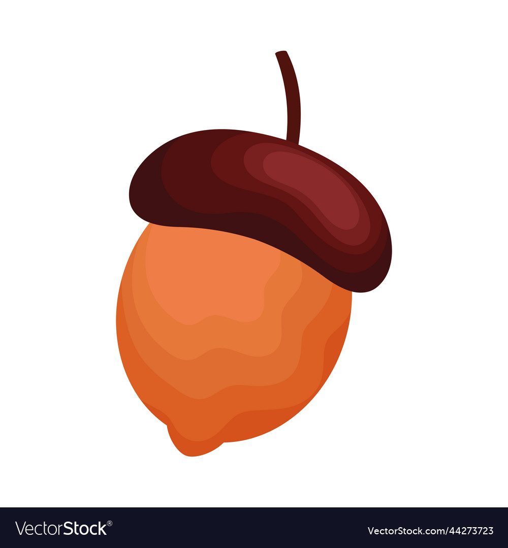 Acorn autumn season Royalty Free Vector Image - VectorStock Acorn autumn season Royalty Free Vector Image - VectorStock