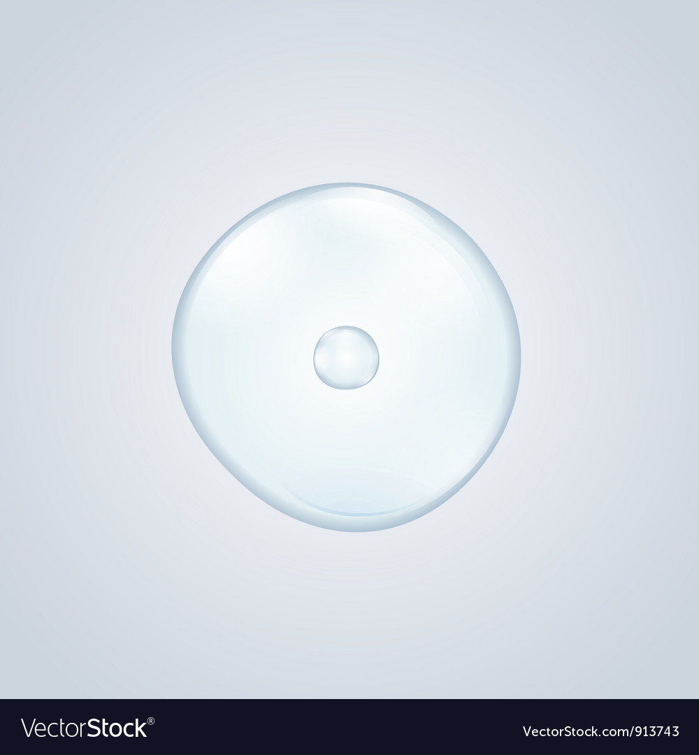 Egg cell Royalty Free Vector Image - VectorStock