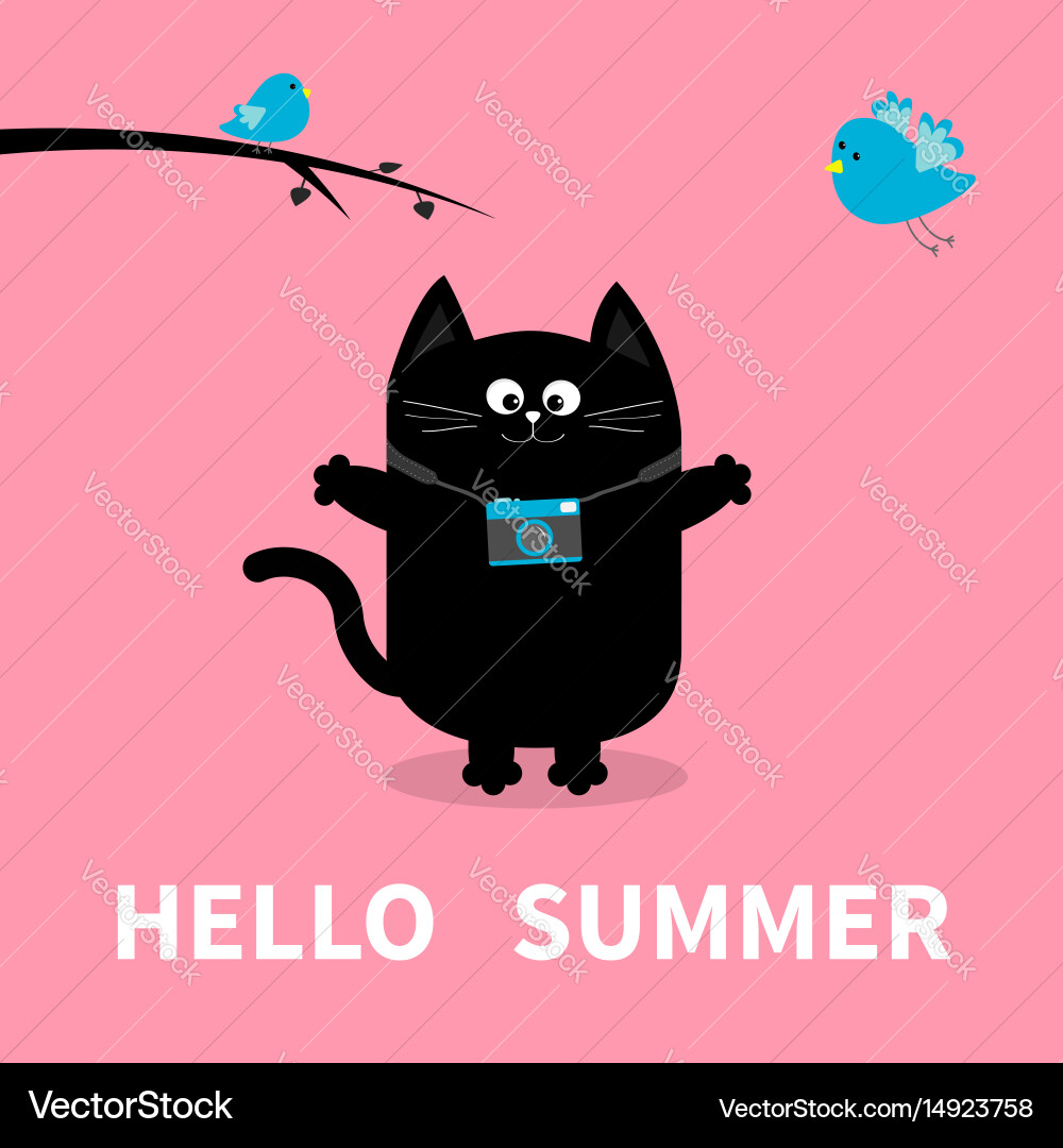 Hello summer black cat photo camera bird Vector Image