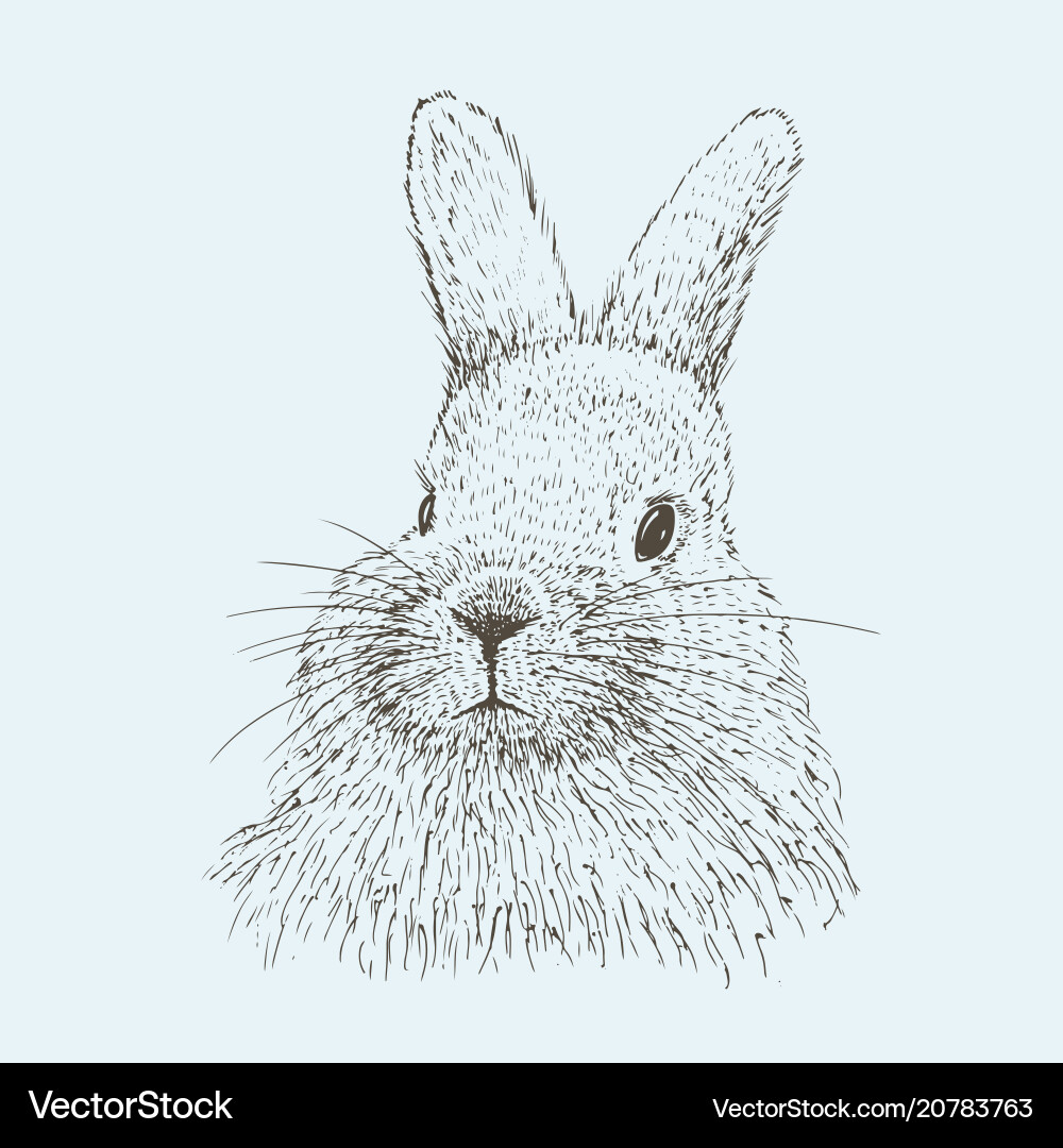 Rabbit sketch hand drawn Royalty Free Vector Image
