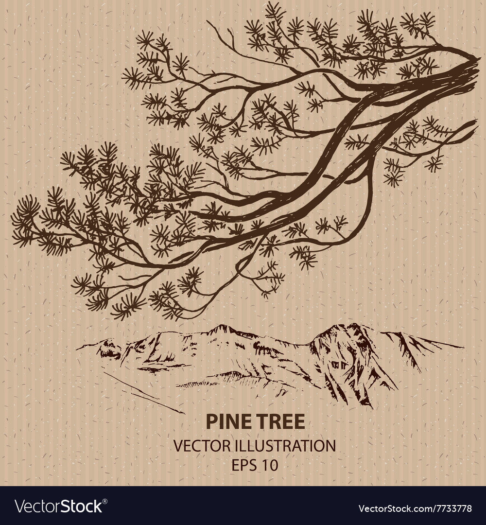 Branch pine tree Royalty Free Vector Image - VectorStock