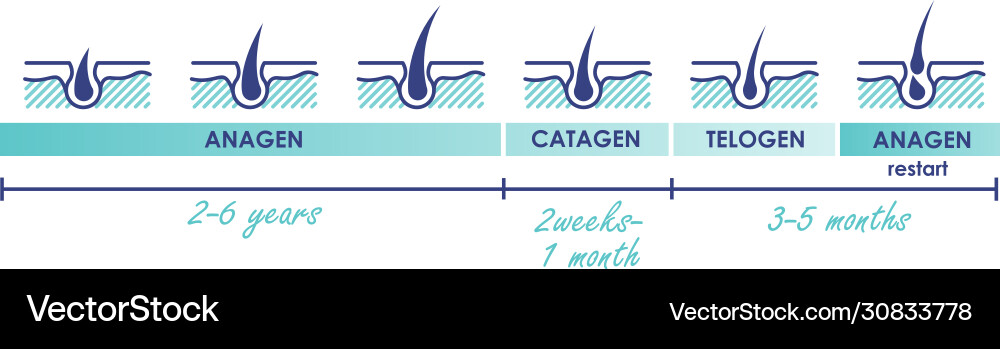 Hair growth phases normal cycle icons Royalty Free Vector