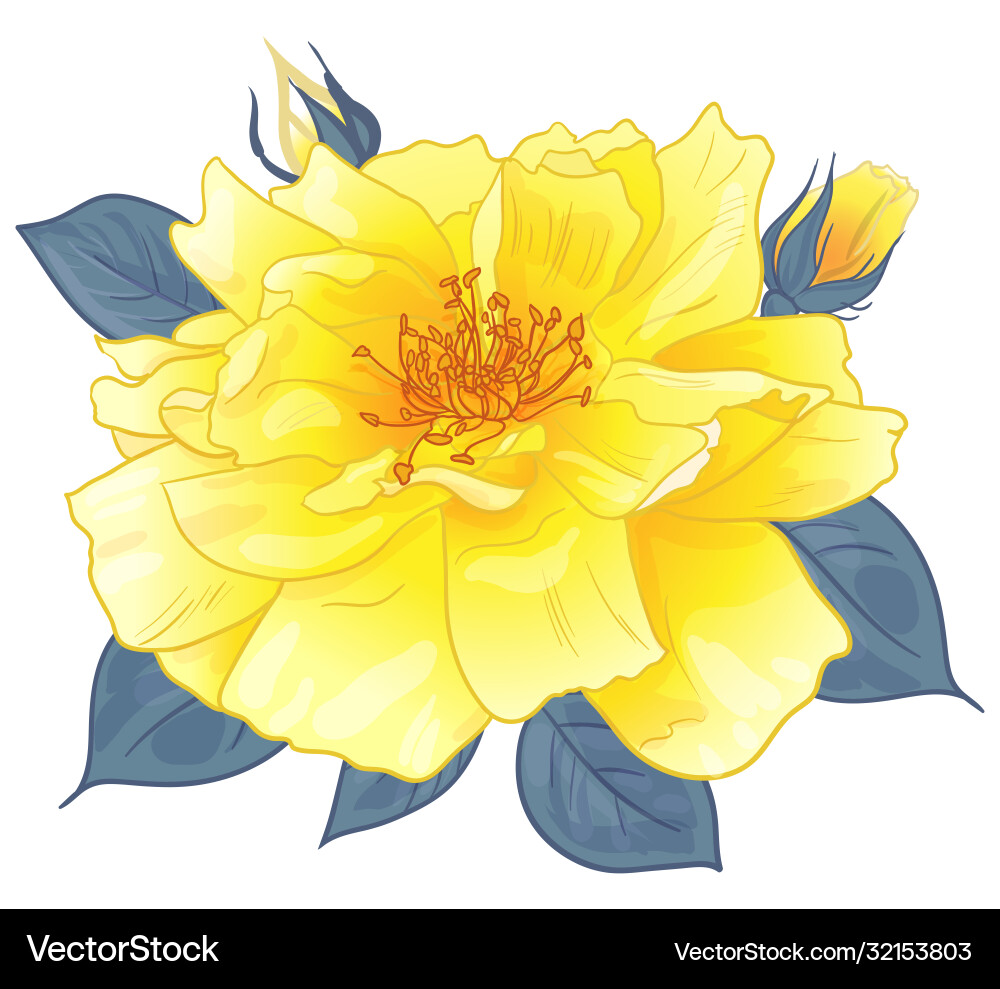 Yellow rose flower isolated on white Royalty Free Vector