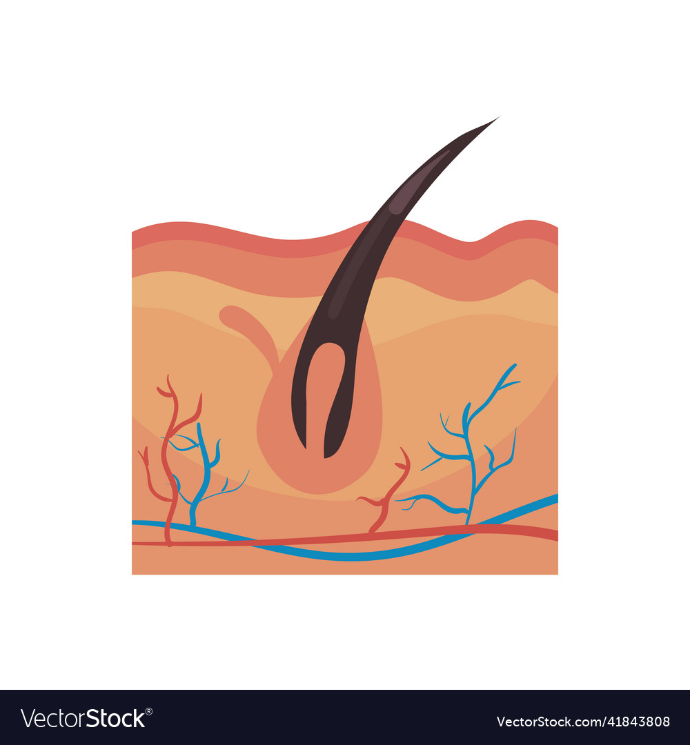 Flat skin layer Royalty Free Vector Image - VectorStock