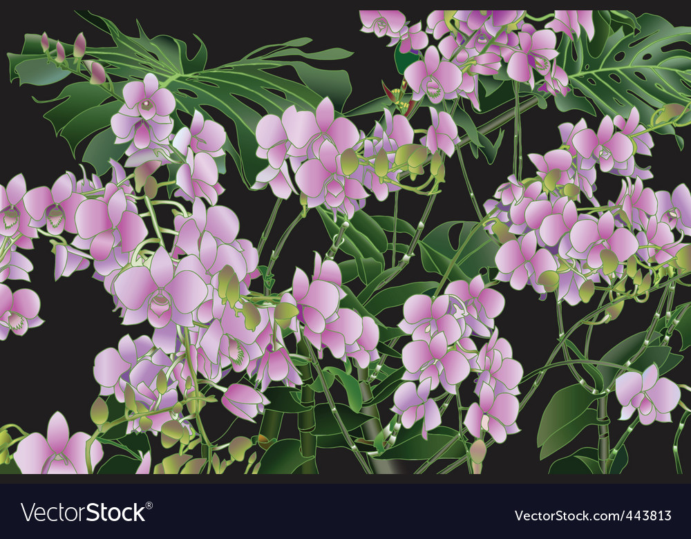 Orchids Royalty Free Vector Image - VectorStock