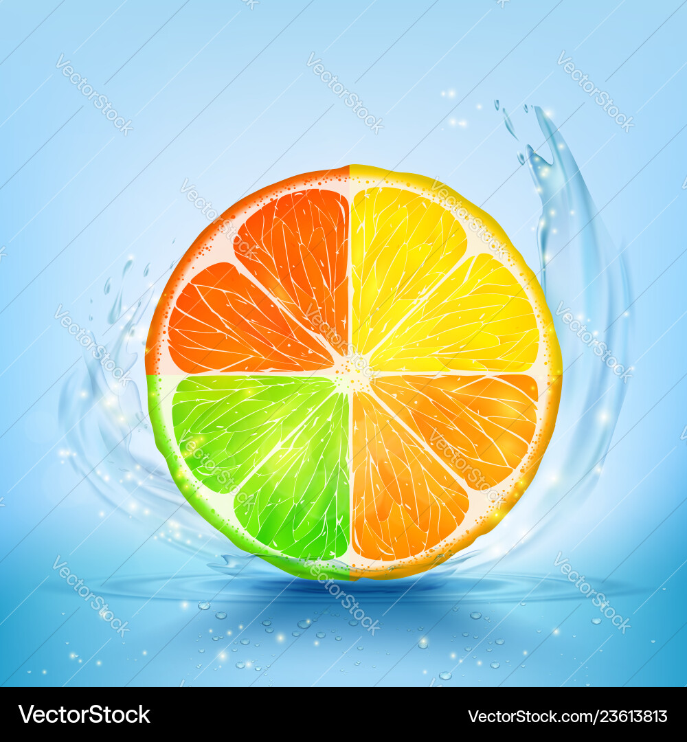 Slice of lemon lime orange and grapefruit Vector Image