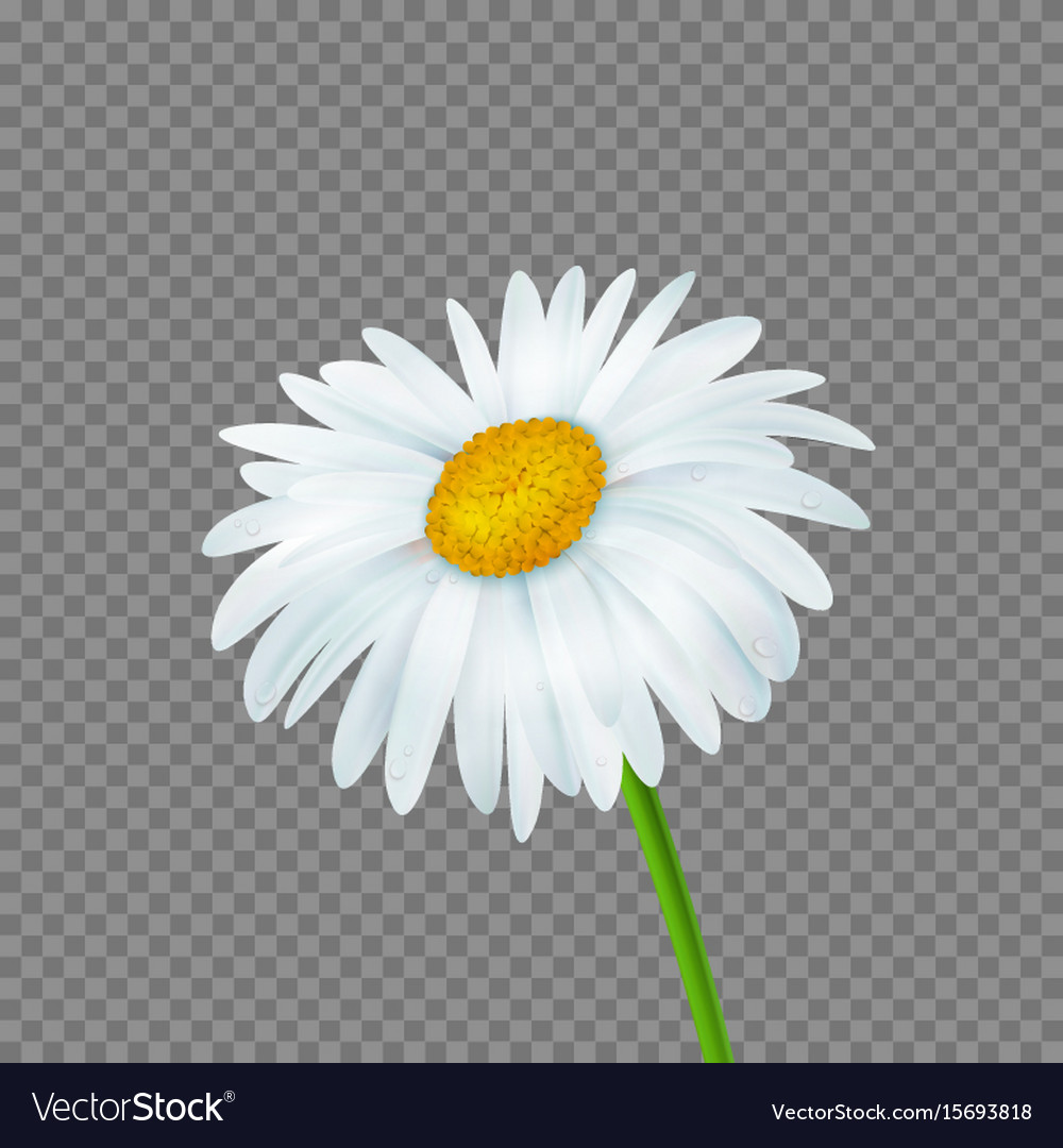 Daisy isolated Royalty Free Vector Image - VectorStock