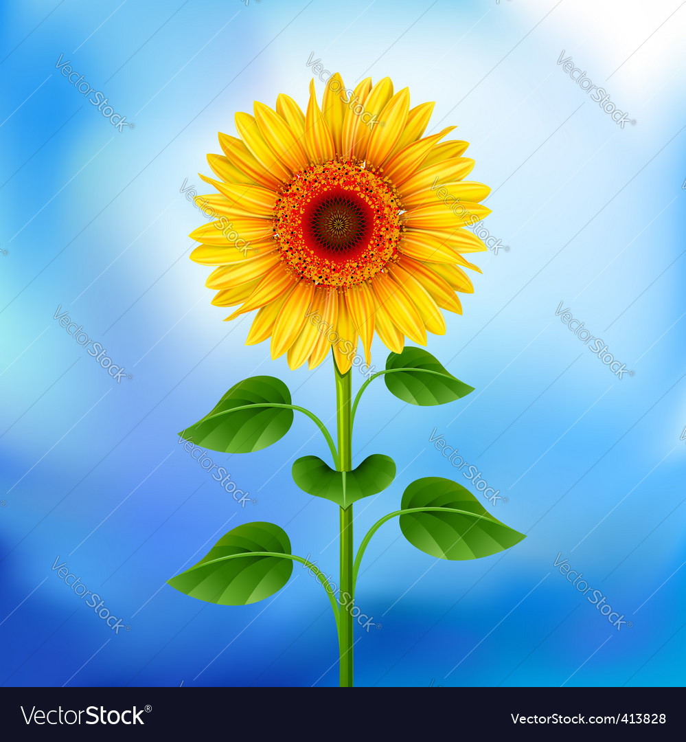 Sunflower Royalty Free Vector Image - VectorStock