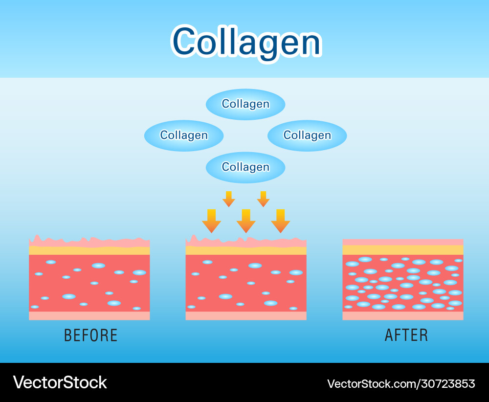 Collagen protection skin Royalty Free Vector Image