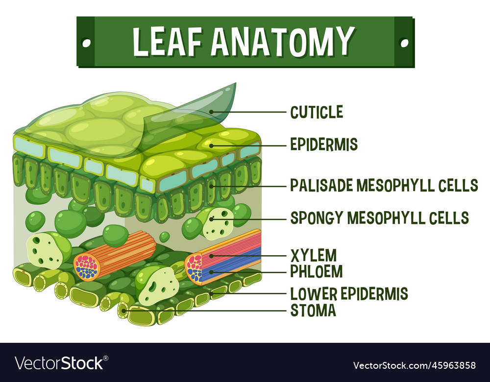 Internal Structure Of Leave Worksheet Live Worksheets 43 OFF