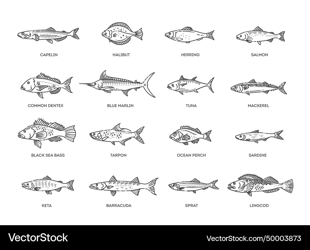 Saltwater fish set types marine and ocean fish Vector Image