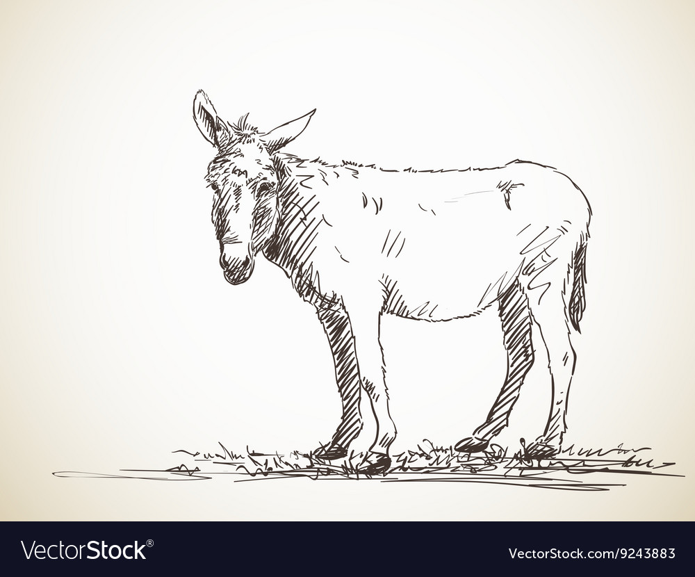 Donkey Royalty Free Vector Image - VectorStock