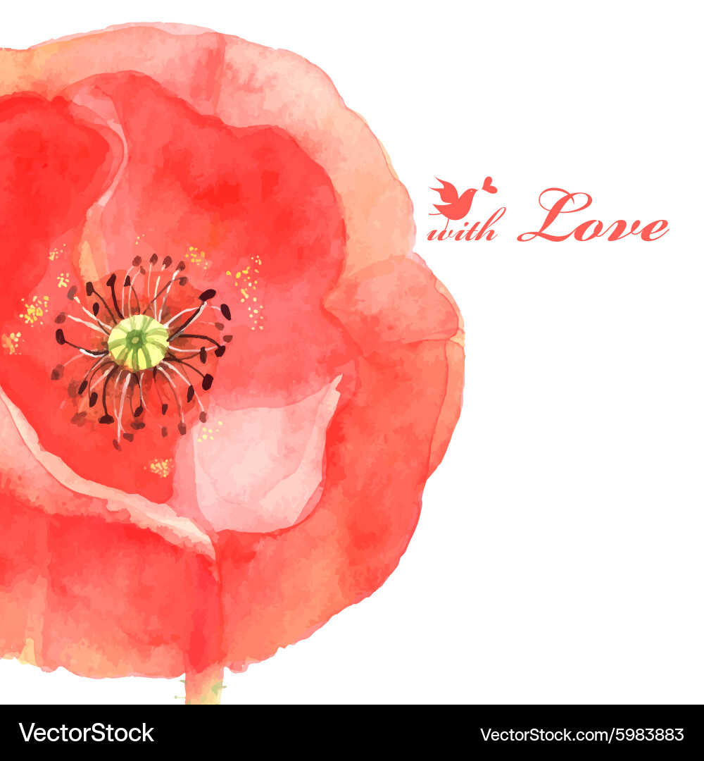 Vector Hummingbird And Poppies Poppy Poppies Stock Vector Illustration