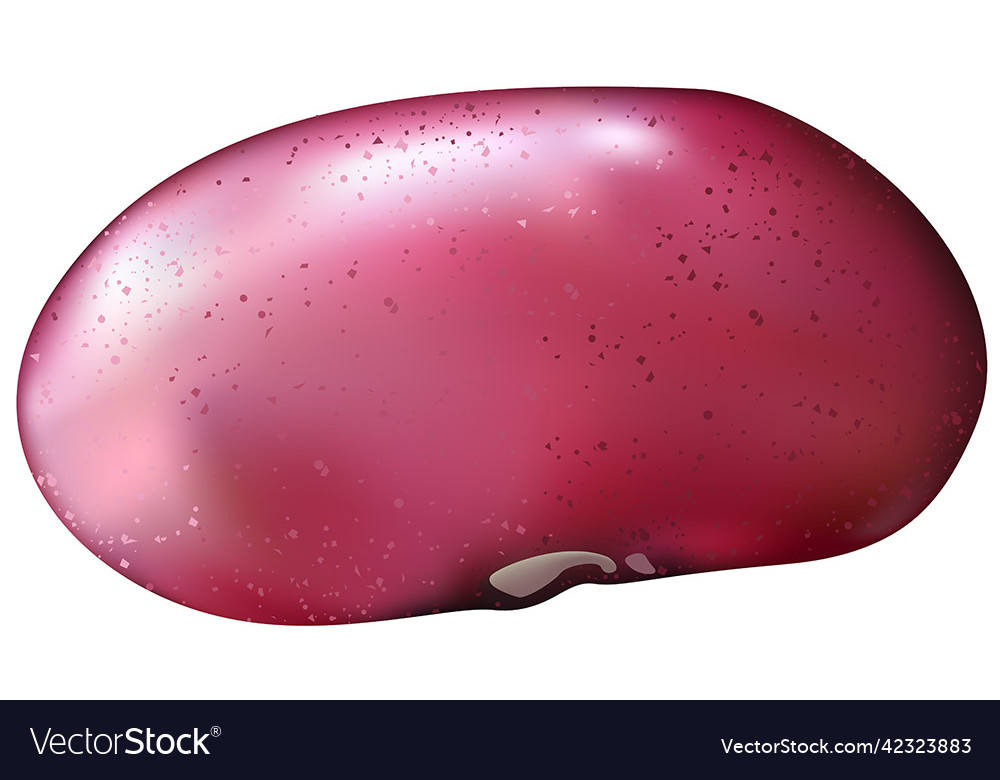 Red bean Royalty Free Vector Image - VectorStock