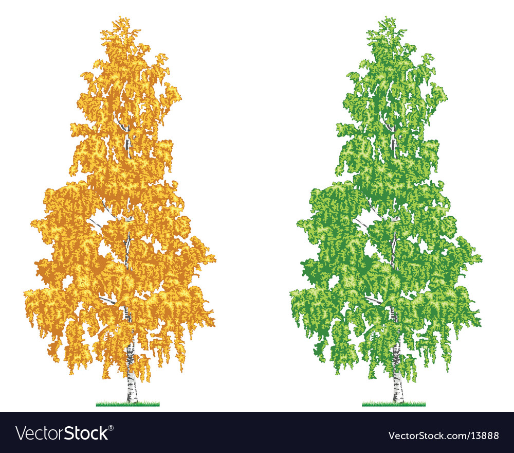Birch tree Royalty Free Vector Image - VectorStock