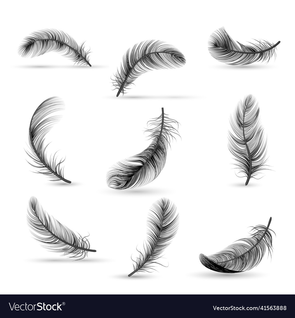 Realistic feather black icon set Royalty Free Vector Image