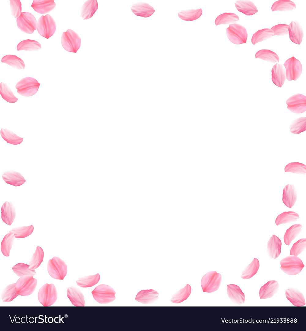 Sakura petals falling down Royalty Free Vector Image