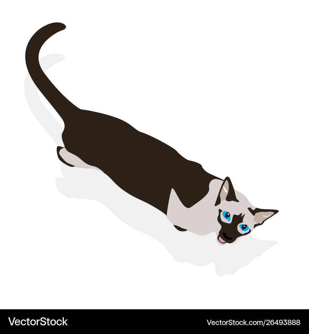 Siamese cat character design pet isolated Vector Image