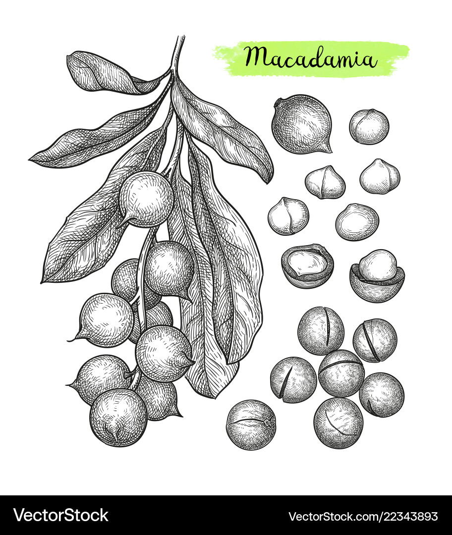 Ink sketch of macadamia Royalty Free Vector Image