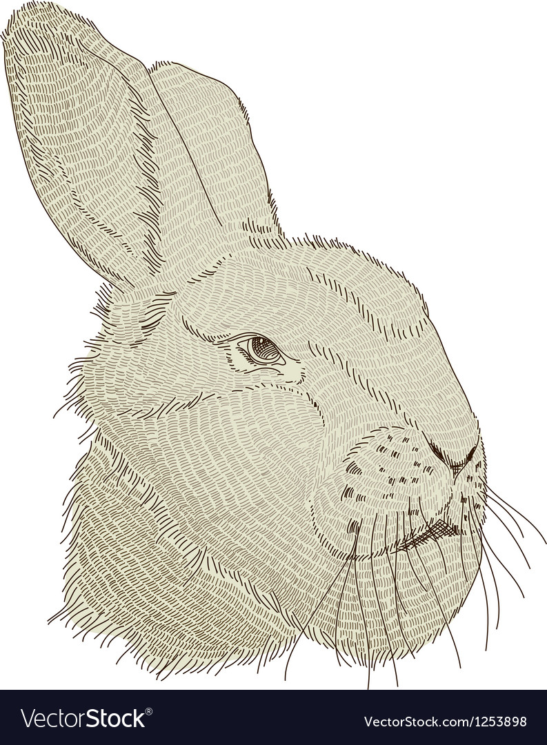 Rabbit Royalty Free Vector Image - VectorStock