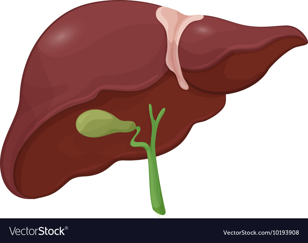 Human liver with gall bladder Royalty Free Vector Image