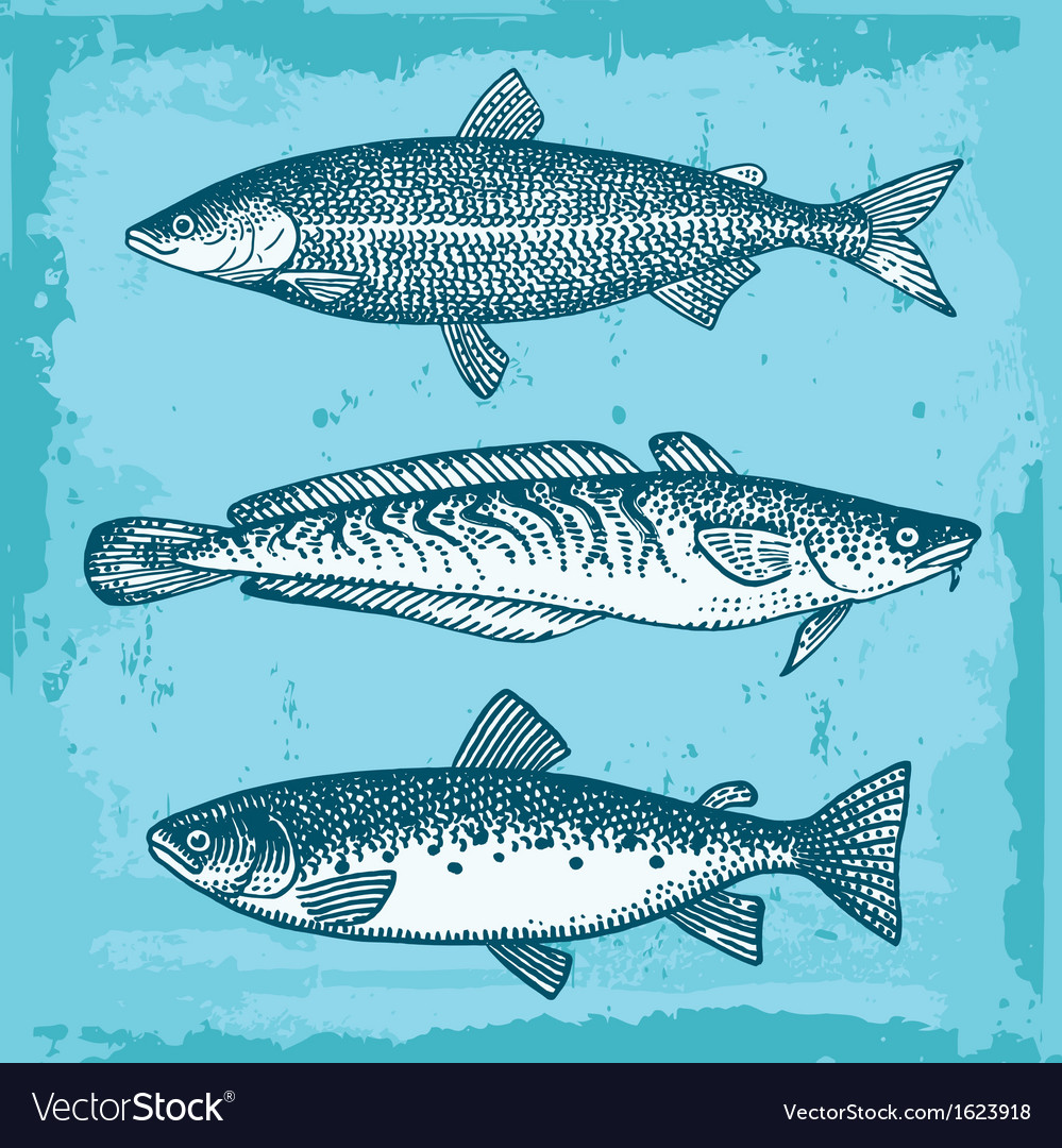 Fishes Royalty Free Vector Image - VectorStock