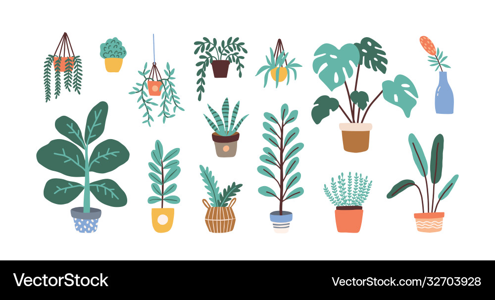 Set different tropical house plant ficus Vector Image