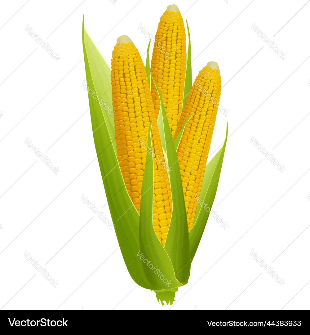 Three ripe corn cobs with golden grains and green Vector Image