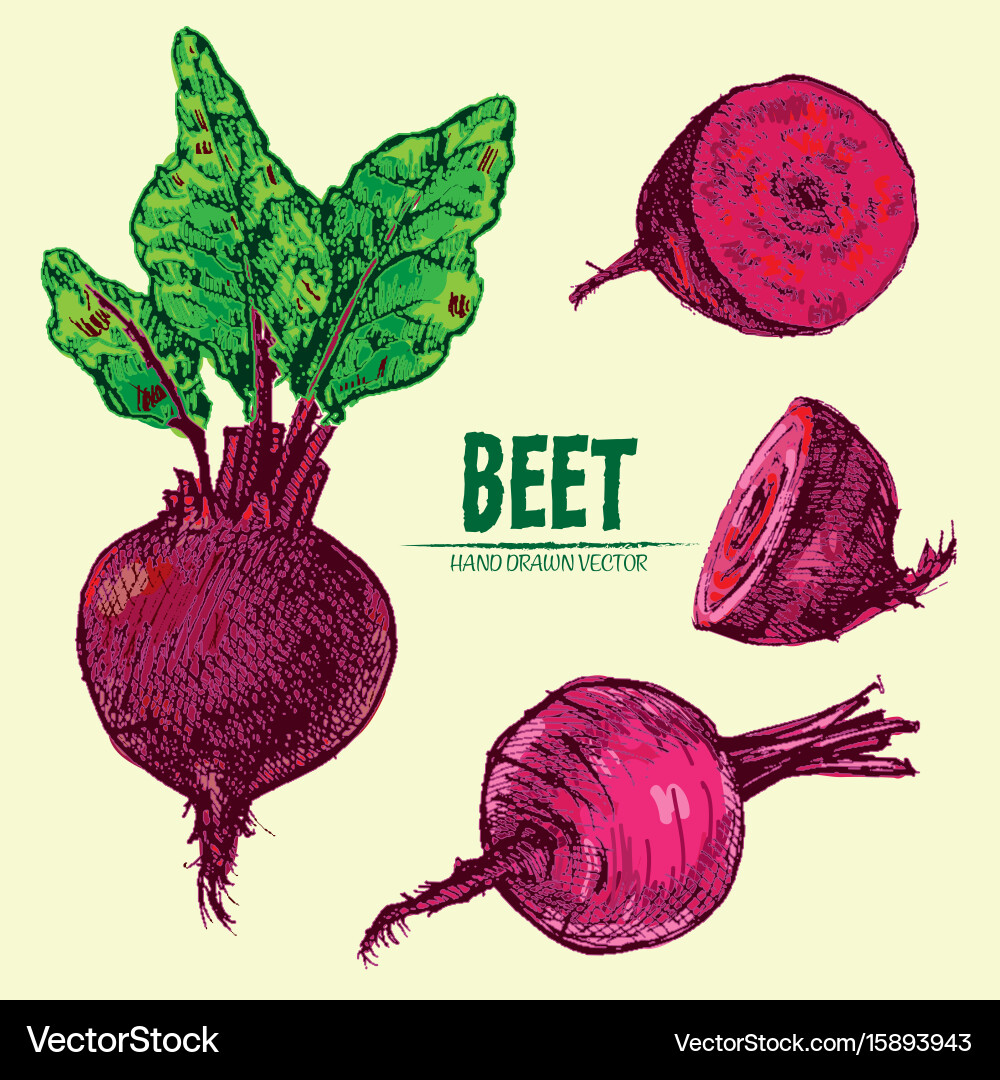 Digital detailed line art color beet Royalty Free Vector