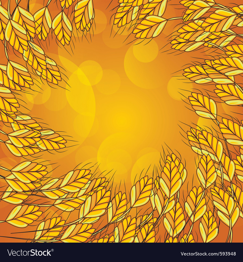 Wheat background Royalty Free Vector Image - VectorStock