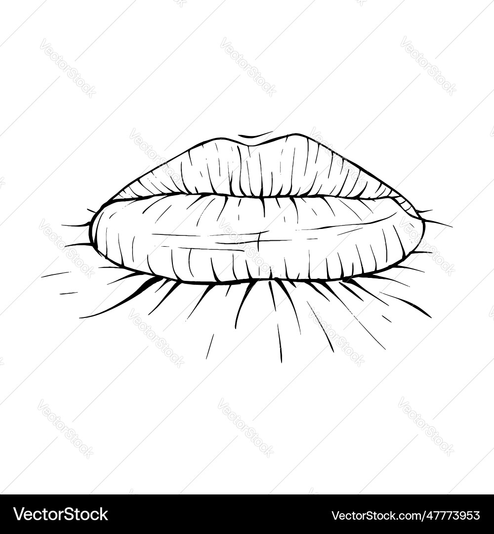 Mouth lips sketch line art Royalty Free Vector Image