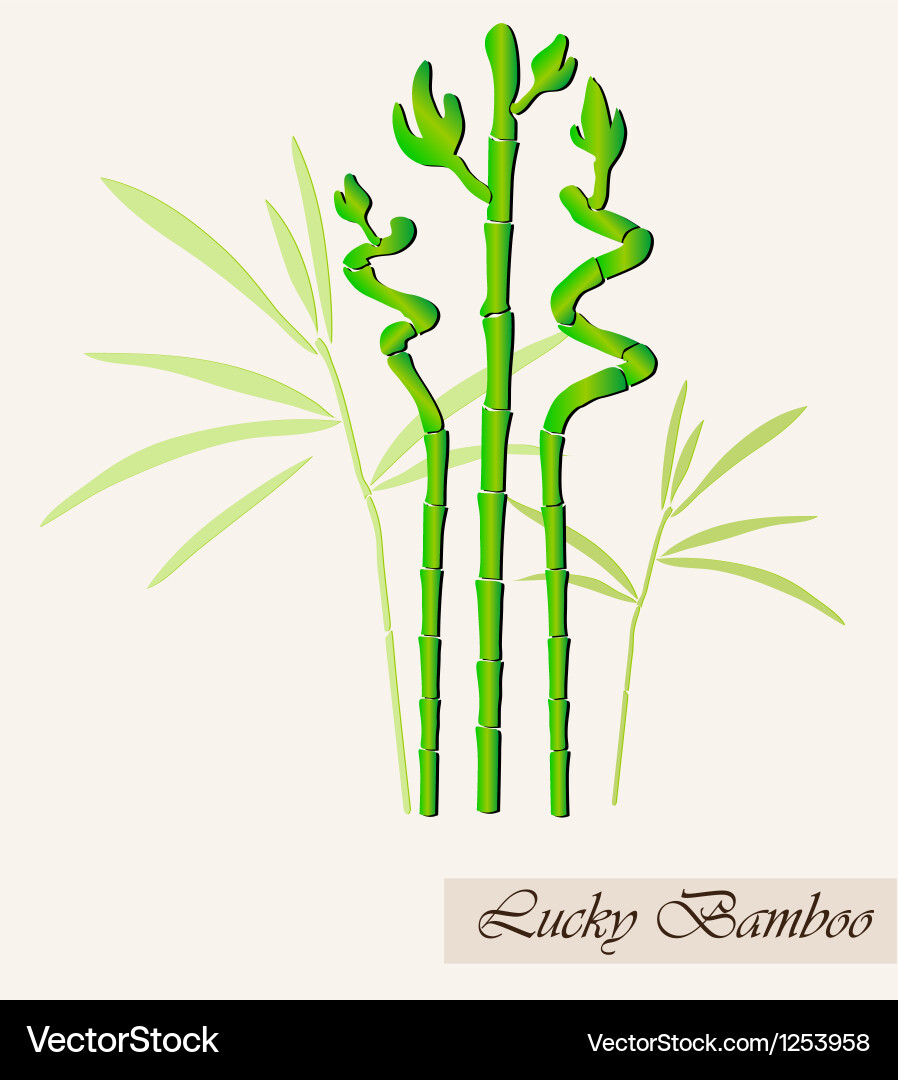 Lucky bamboo Royalty Free Vector Image - VectorStock