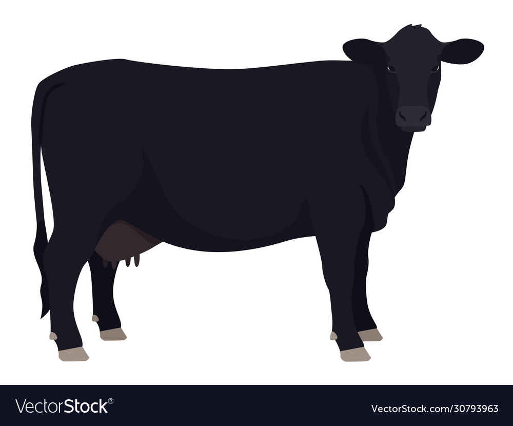 Angus Cow Breeds Domestic Cattle Flat Royalty Free Vector