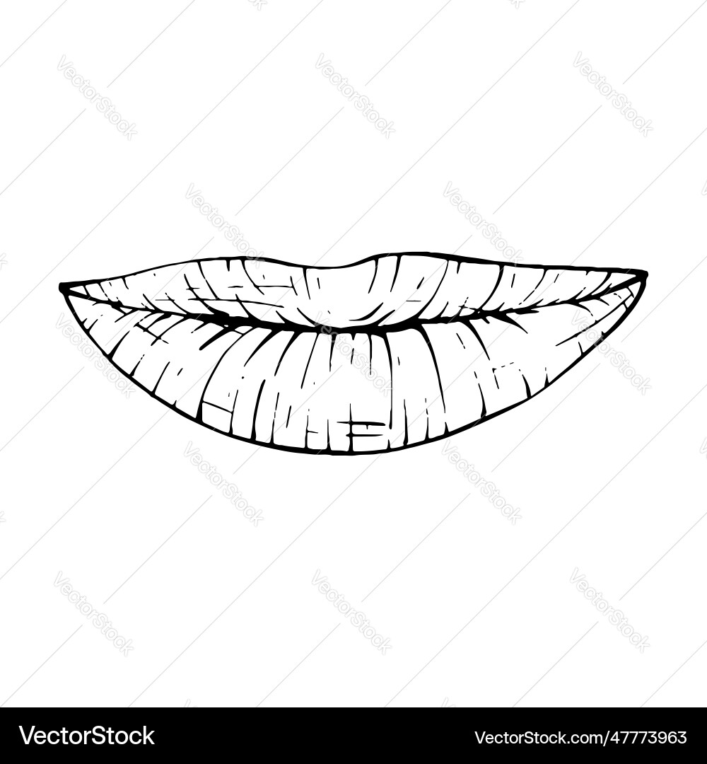 Mouth lips sketch line art Royalty Free Vector Image