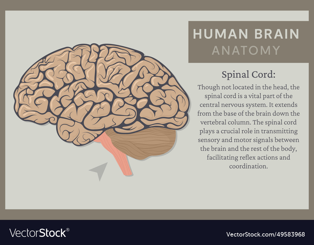 Anatomy of the human brain structure and functions