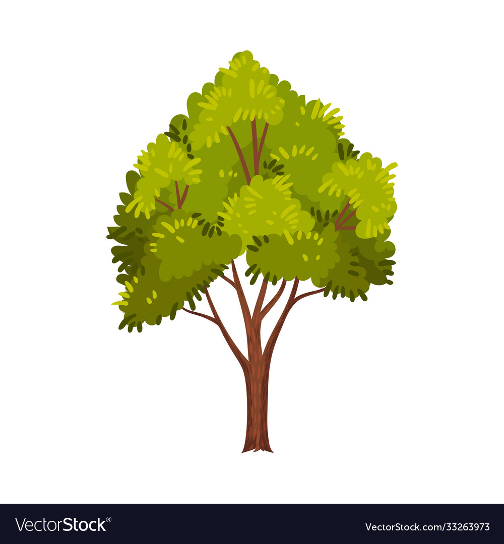 Green tree as perennial plant with trunk branches Vector Image