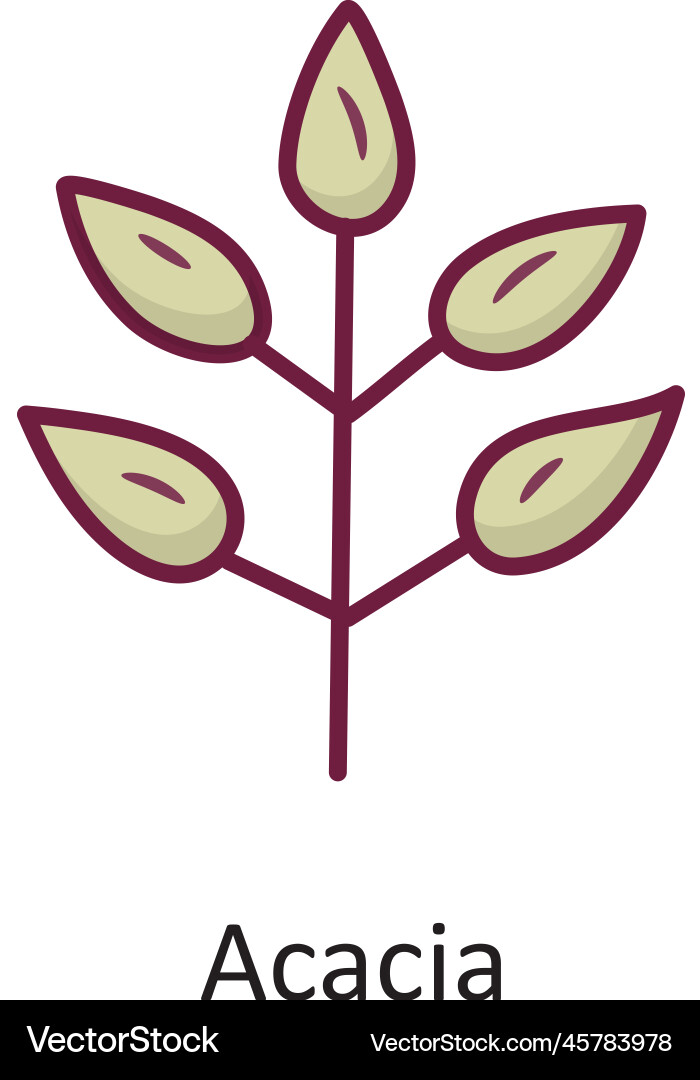 Acacia fill outline icon design Royalty Free Vector Image