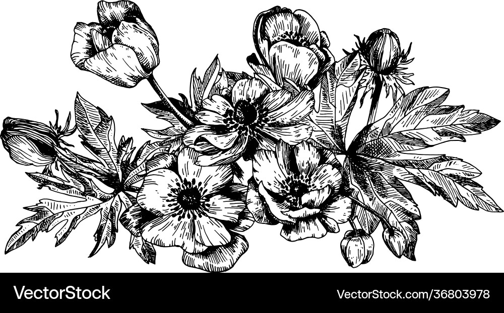 Anemone floral botanical flowers Royalty Free Vector Image