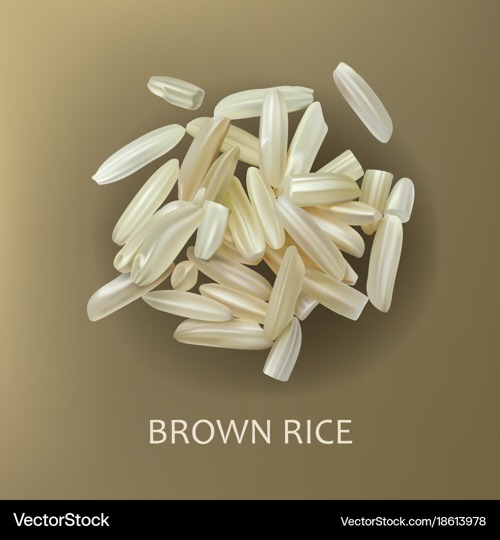 Grains of brown rice Royalty Free Vector Image