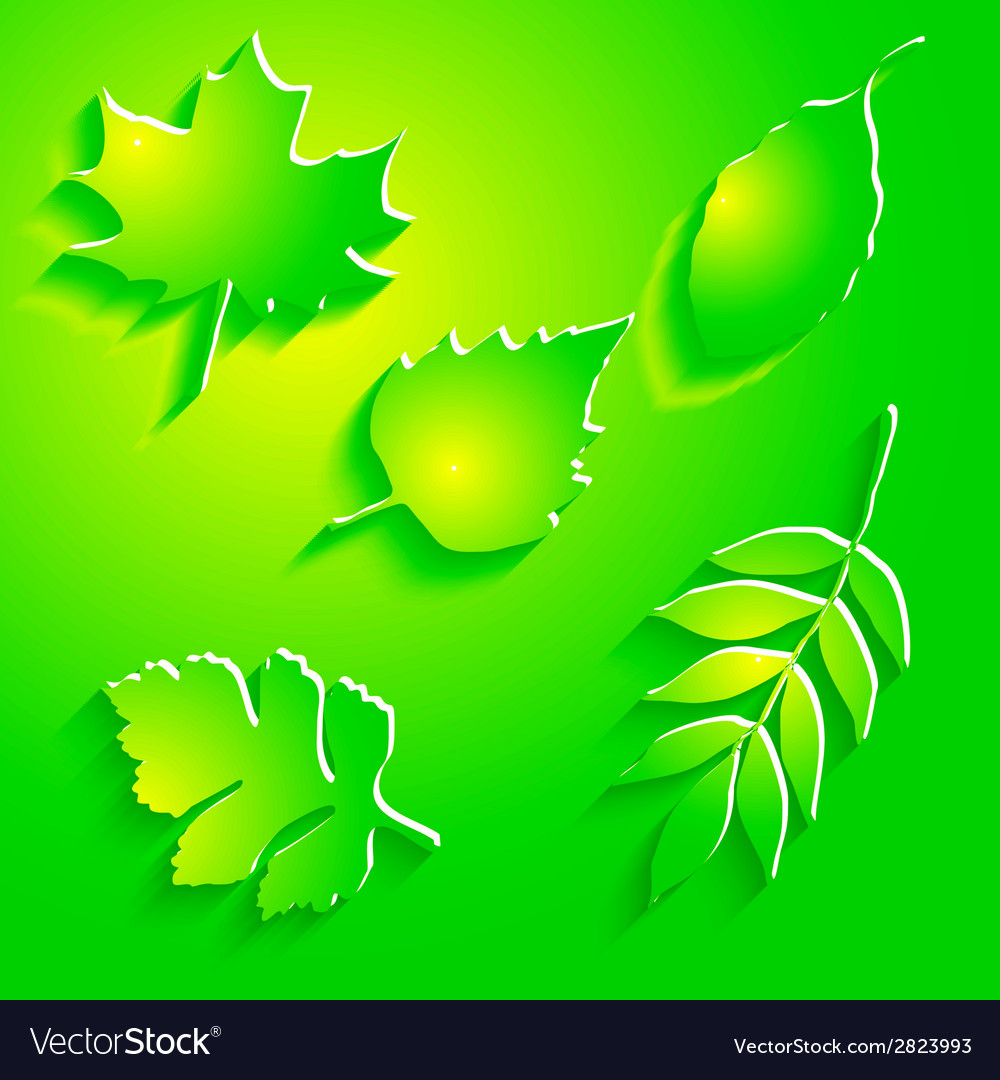 Abstract maple leaf on white background Royalty Free Vector