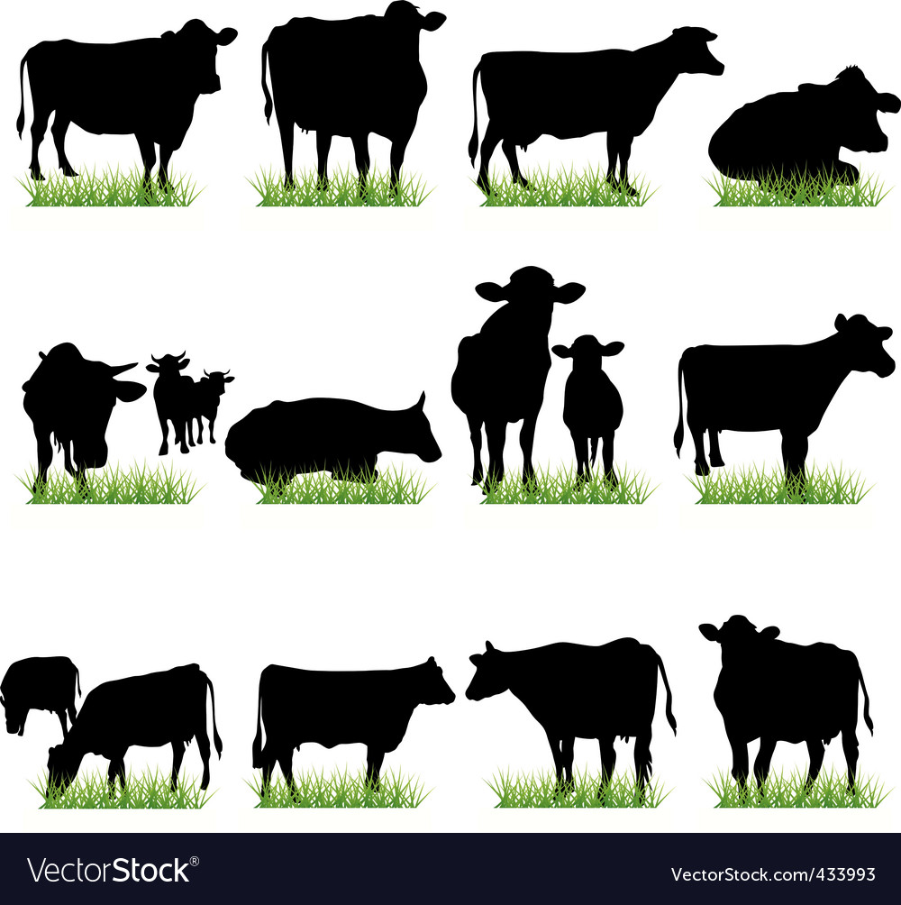 Cows Royalty Free Vector Image - VectorStock