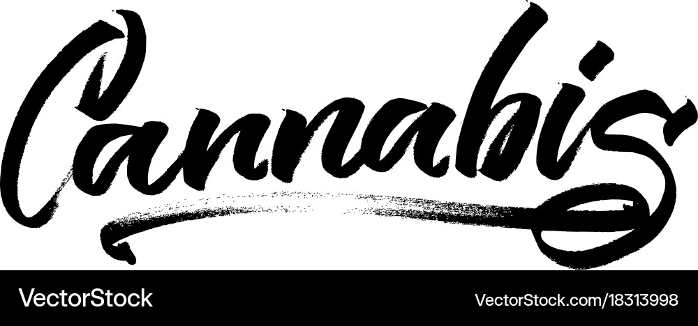 Cannabis modern calligraphy hand lettering for Vector Image