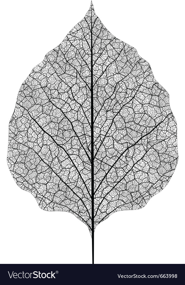 Leaf Royalty Free Vector Image - VectorStock