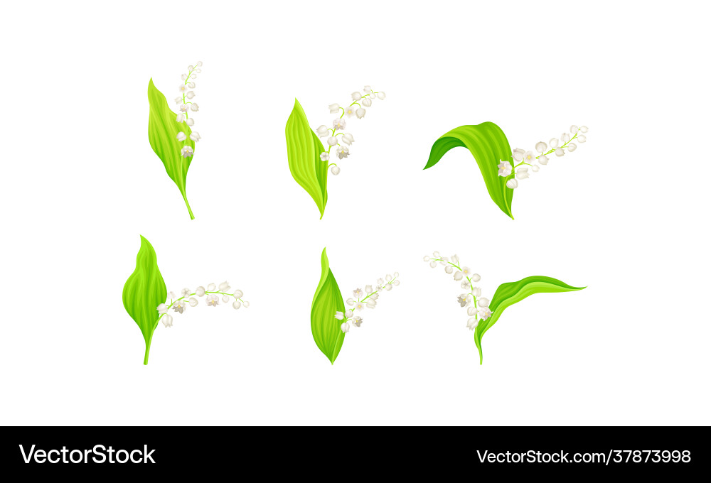 Lily valley with pendent bell-shaped white Vector Image