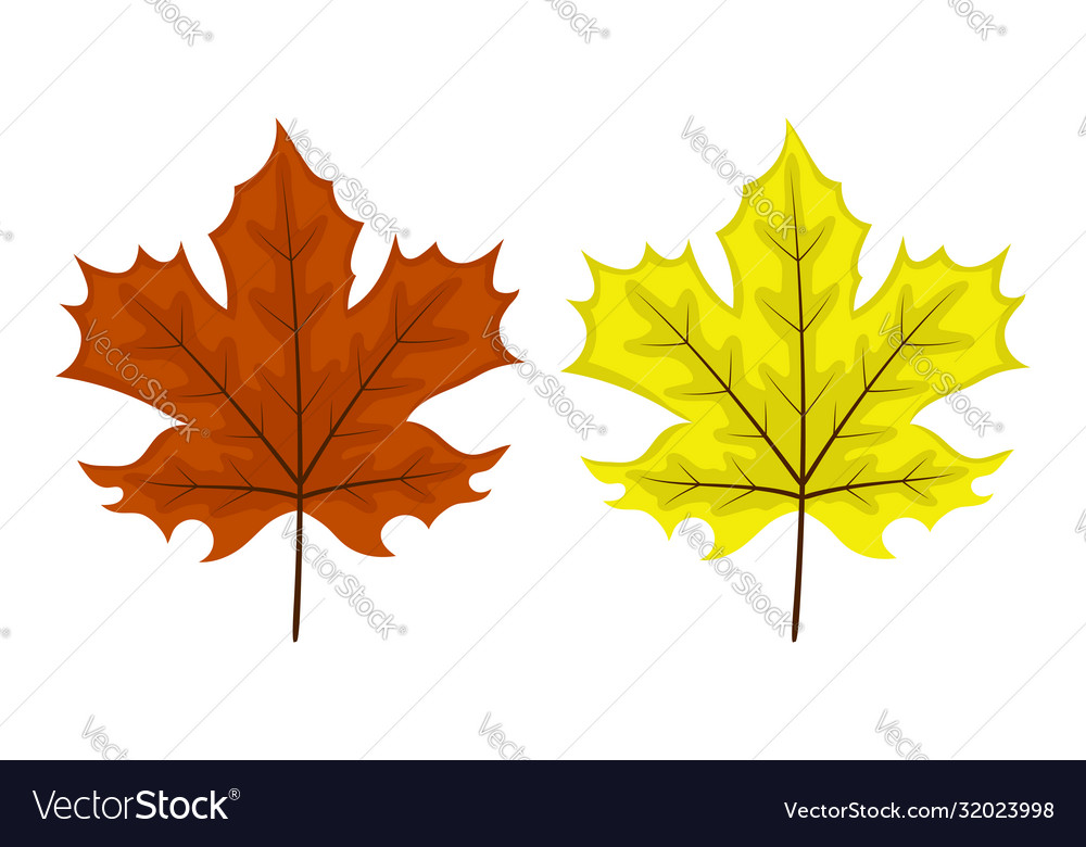 Two maple leaves Royalty Free Vector Image - VectorStock
