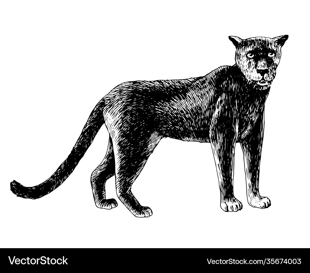 Hand drawn black puma isolated on white background