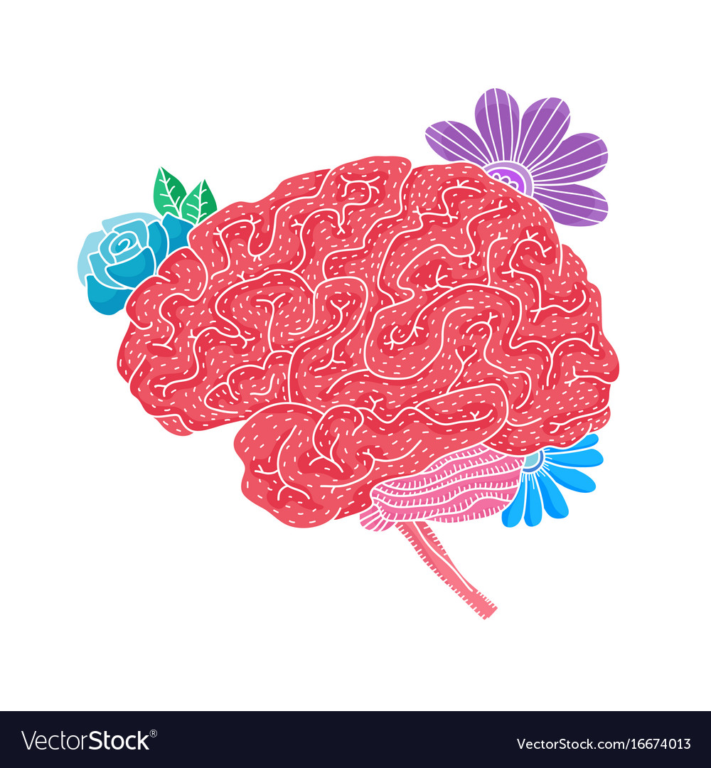 Human brain isolated Royalty Free Vector Image