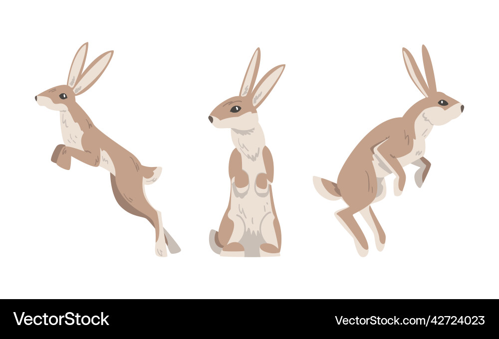 Hare or jackrabbit as animal with long ears Vector Image